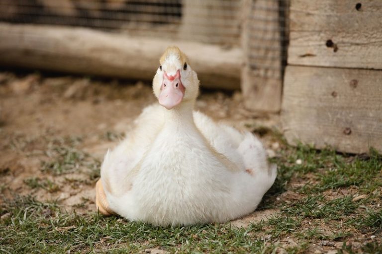 Oche, Anatre e Papere - Rivista20